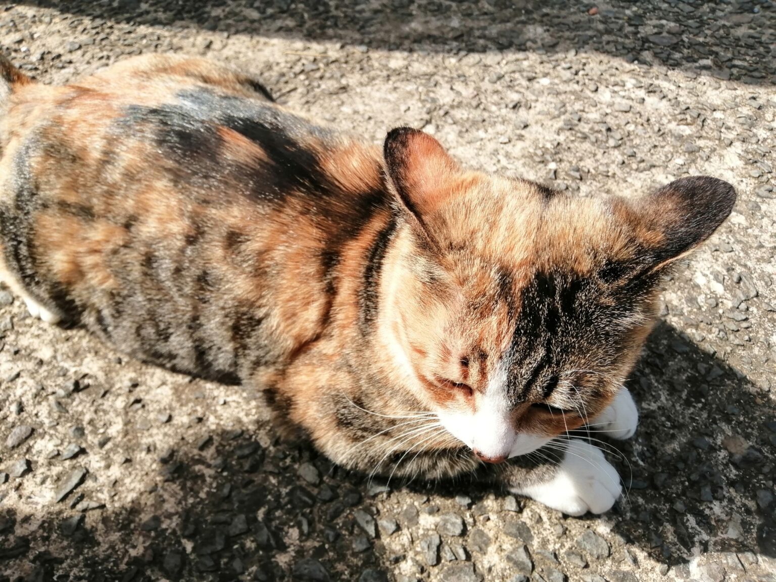 かしま自然農園キャンプ場（佐賀県）詳細レポ＆レビュー | PANDA CAMP