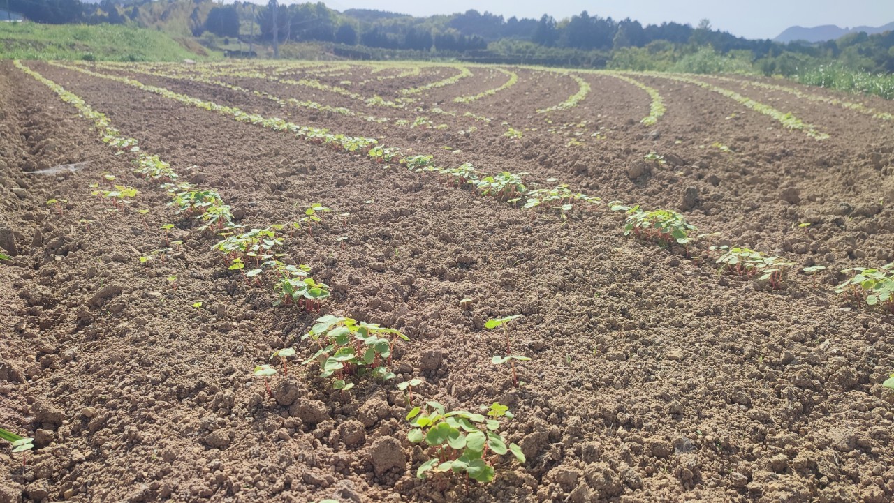 かしま自然農園キャンプ場（佐賀県）詳細レポ＆レビュー | PANDA CAMP