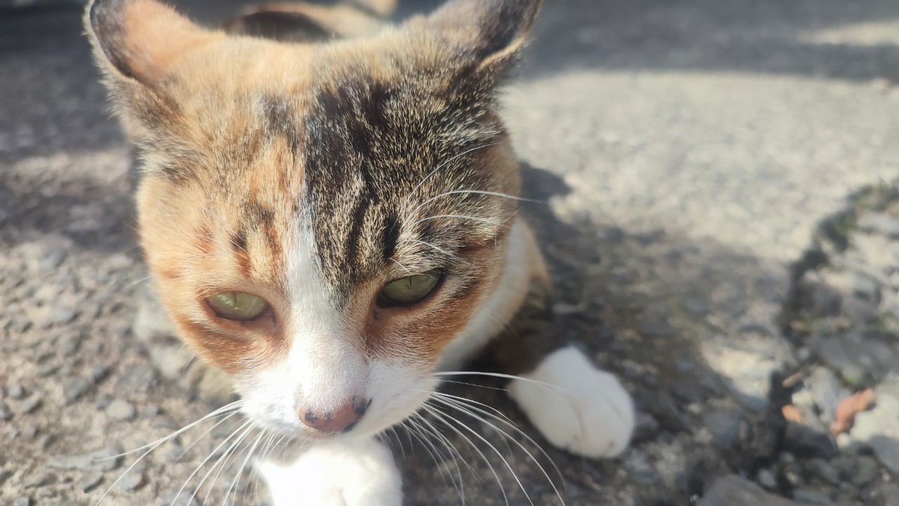 かしま自然農園キャンプ場（佐賀県）詳細レポ＆レビュー | PANDA CAMP